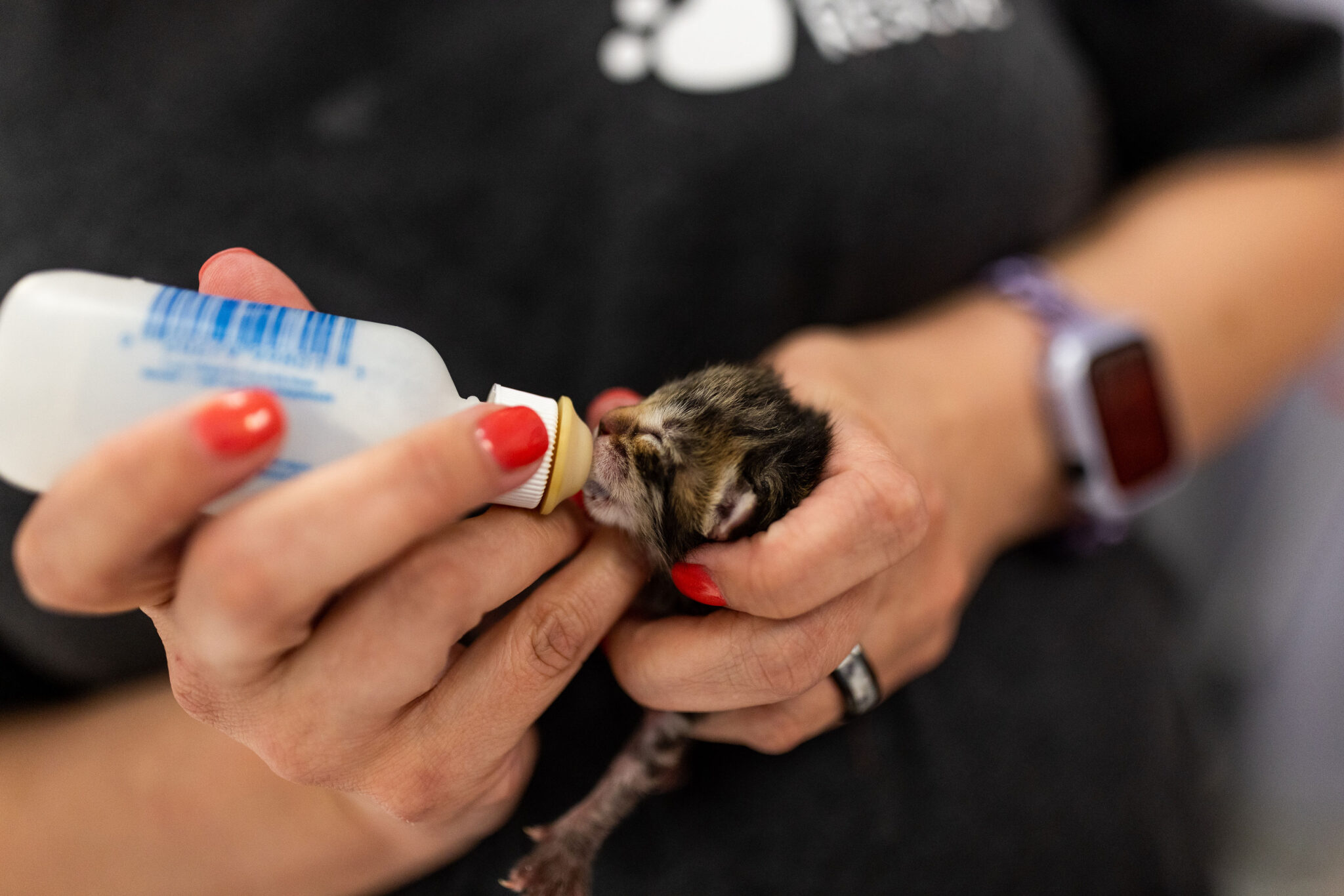 Kalamazoo Animal Rescue – Until every "1" has a home.