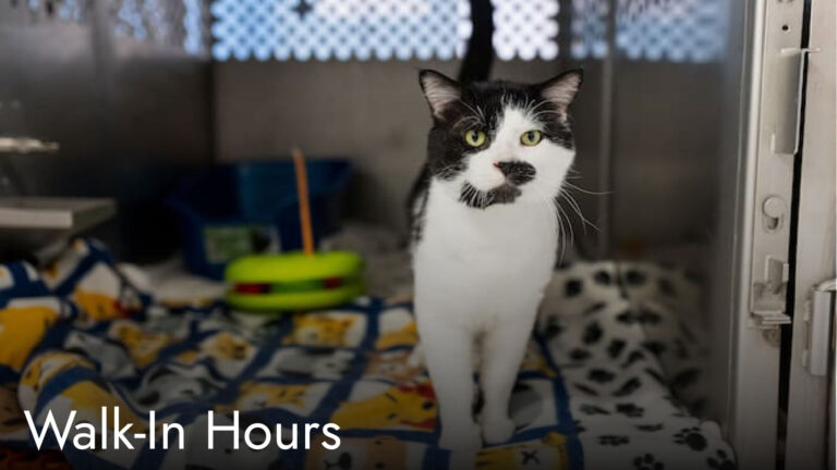 Events from July 28, 2025 – August 9, 2025 – Kalamazoo Animal Rescue